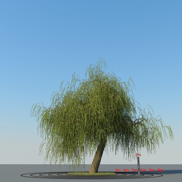 3d willow tree model