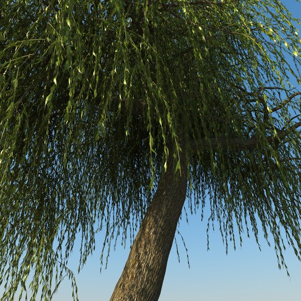 3d willow tree model