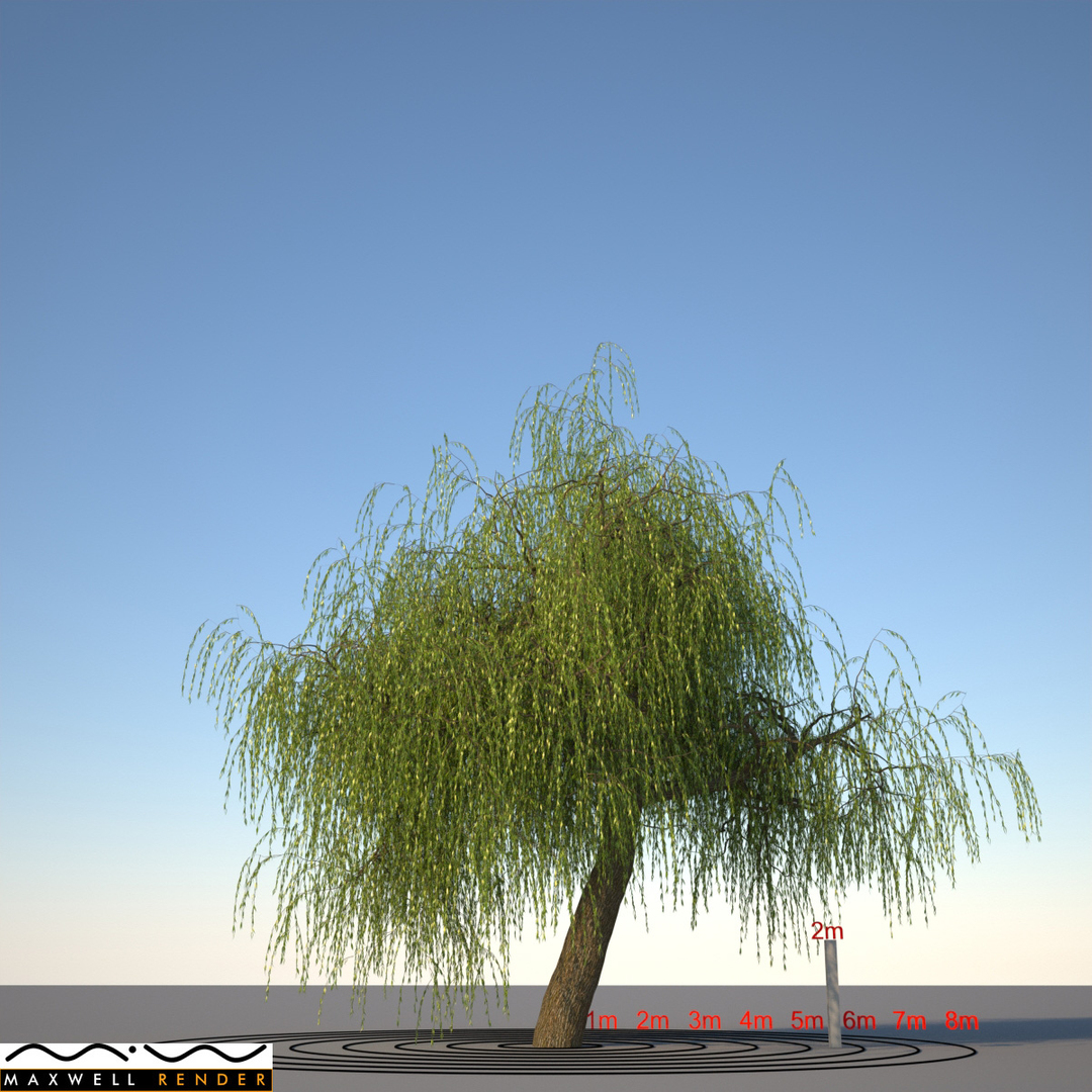 3d willow tree model