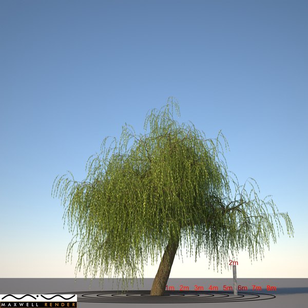 3d willow tree model