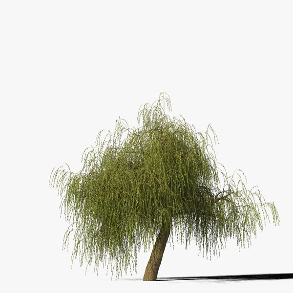 3d willow tree model