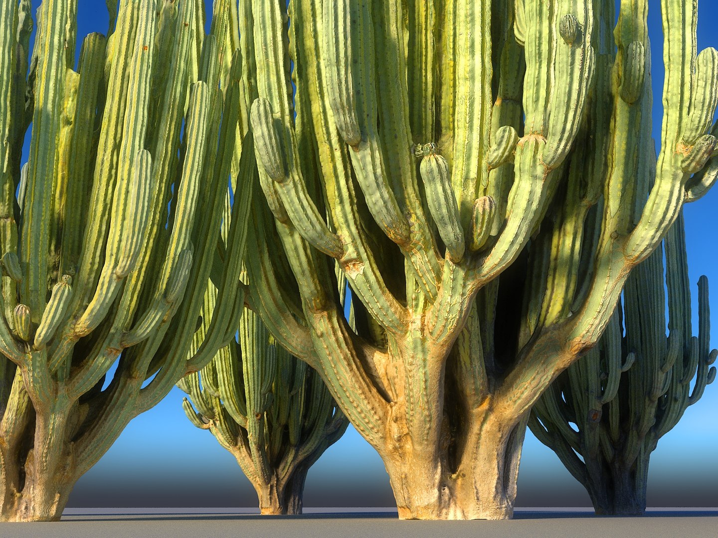 San Pedro Cactus Tree Model - TurboSquid 1499356