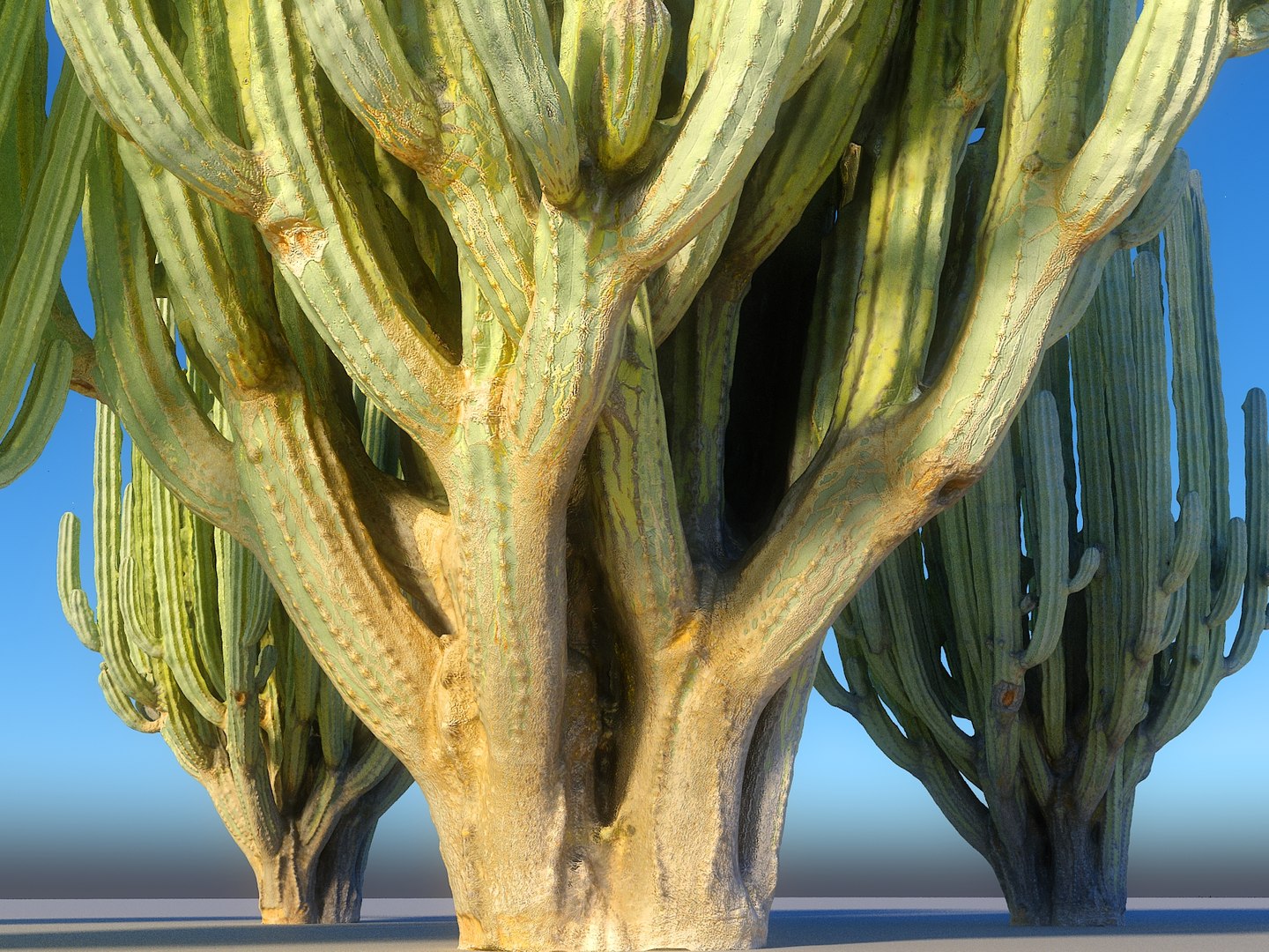 San Pedro Cactus Tree Model - TurboSquid 1499356