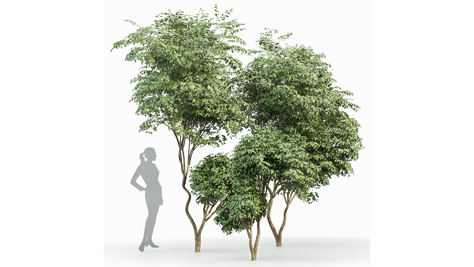 Beautiful Trees Carpinus Betulus And Japanese Cherry Leaf Model ...