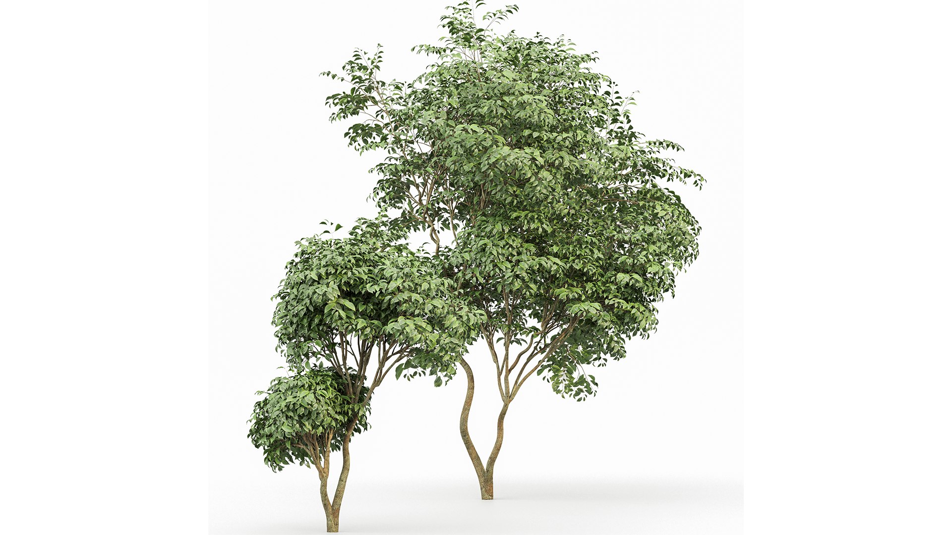 Beautiful Trees Carpinus Betulus And Japanese Cherry Leaf Model ...