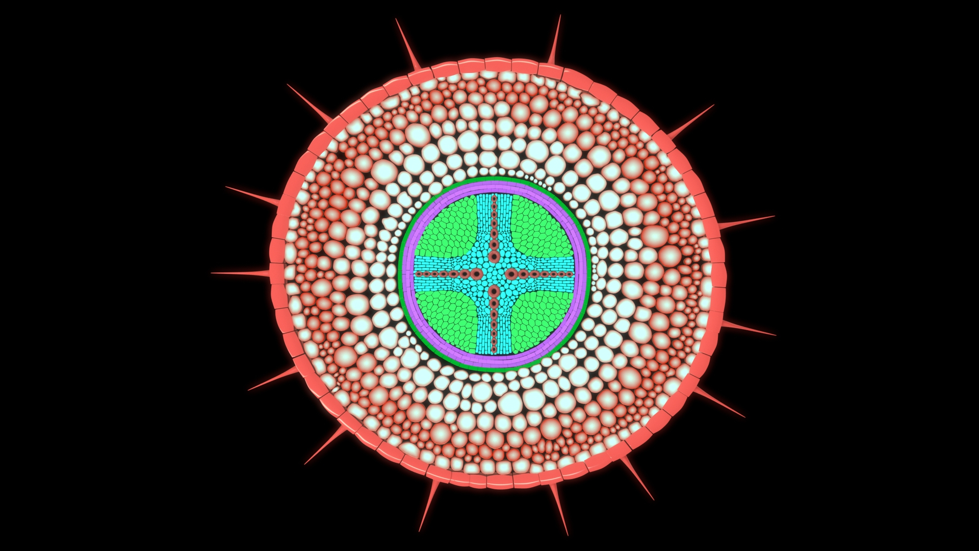Dicot Root Cross Section Monocot Root Diagram | EasyBiologyClass