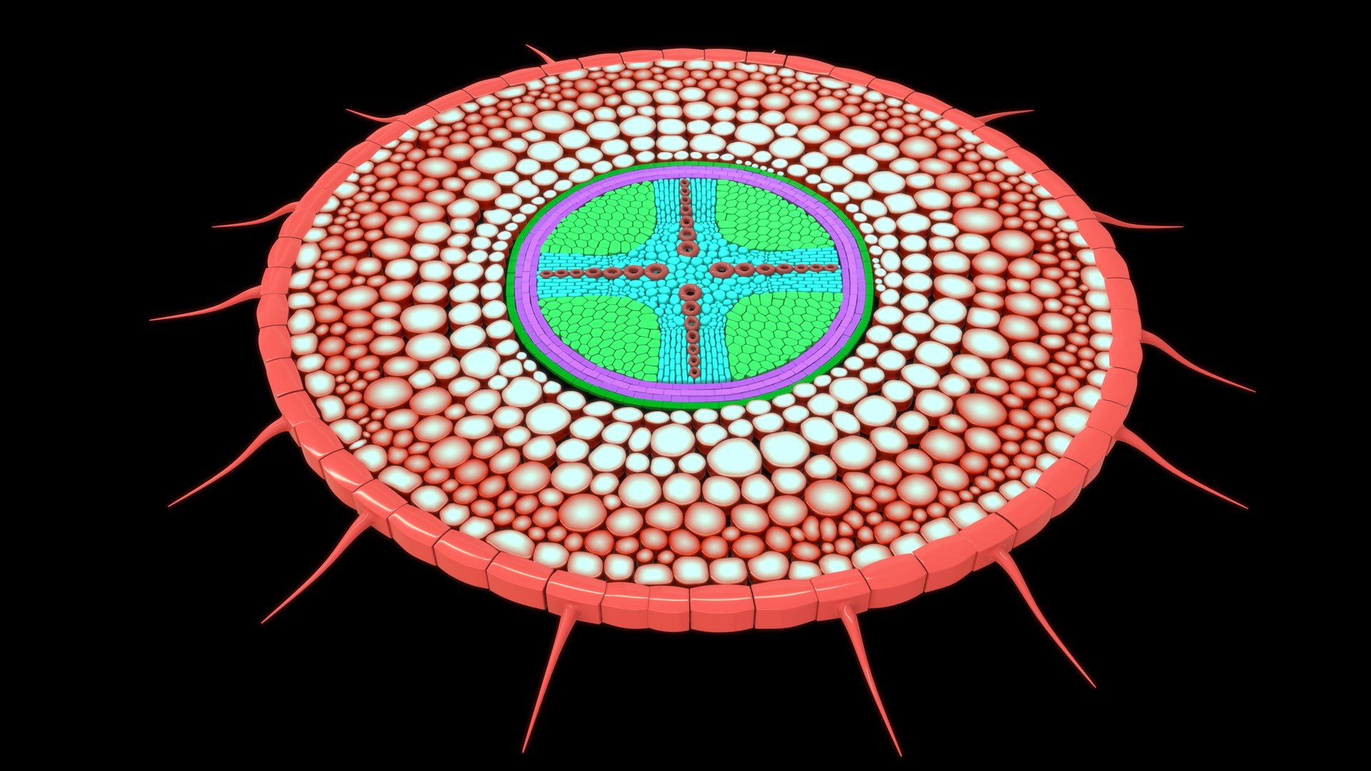 3D Dicot Root Model - TurboSquid 2197317
