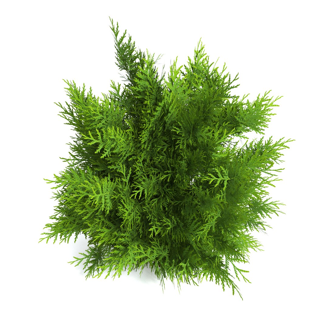 Thuja Shrub I 3D Model - TurboSquid 1979501