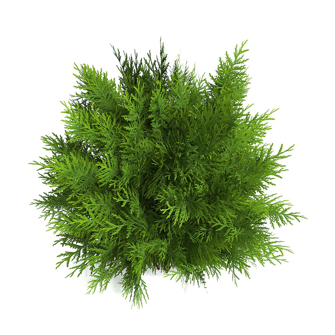 Thuja Shrub I 3D Model - TurboSquid 1979501