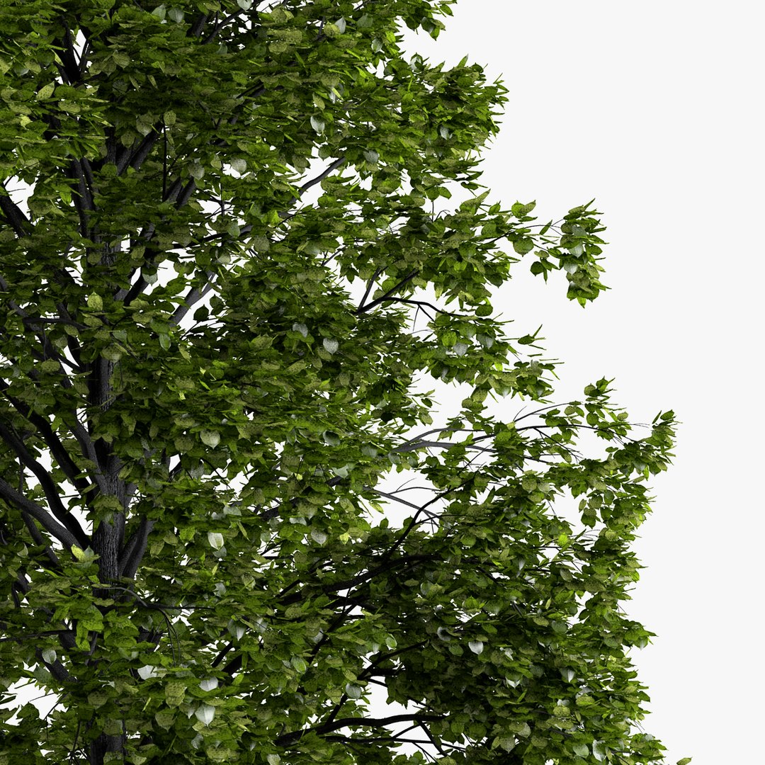 3d Model Linden Tree