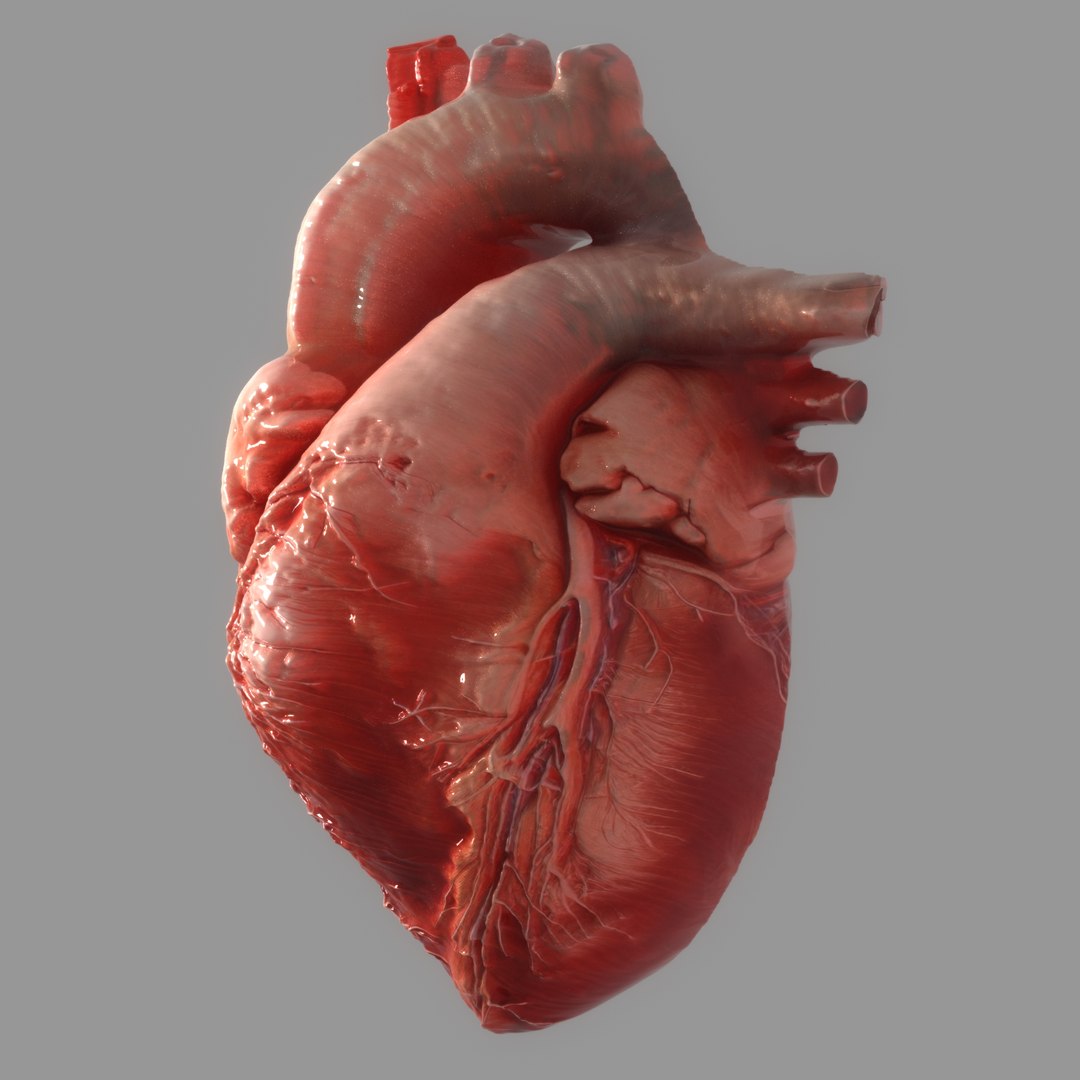 3D Human Heart - TurboSquid 2172093