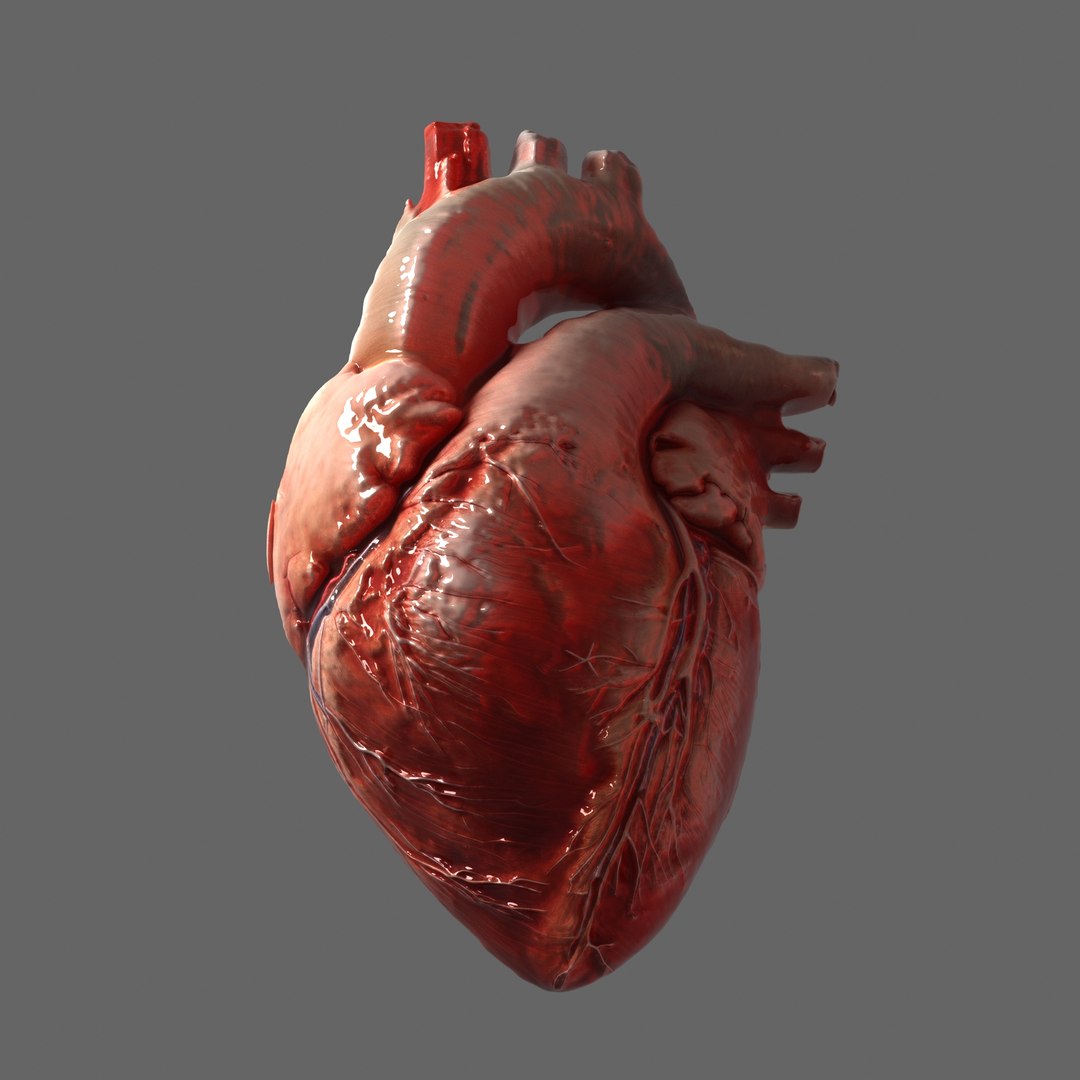 3D Human Heart - TurboSquid 2172093