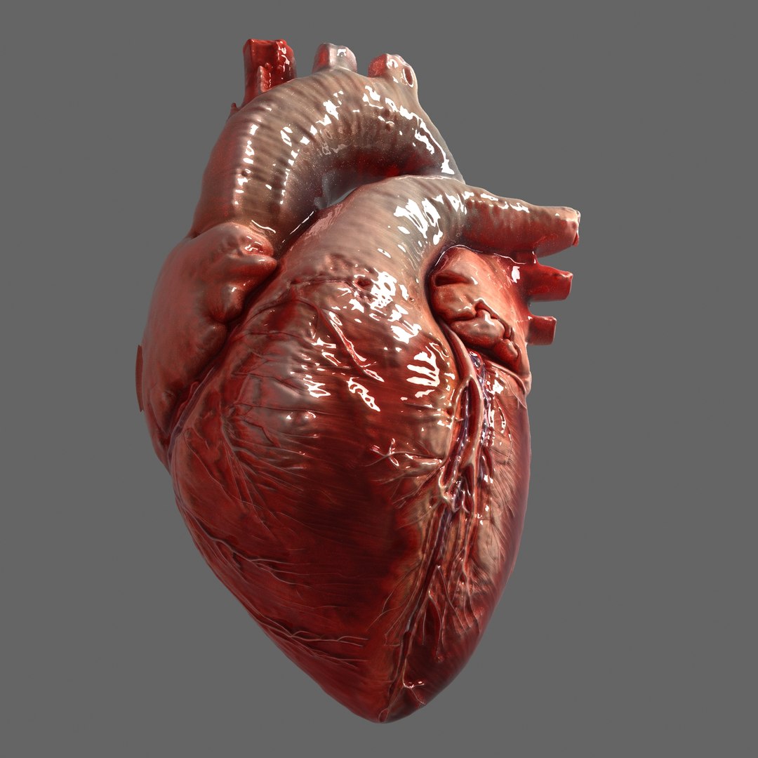3D Human Heart - TurboSquid 2172093