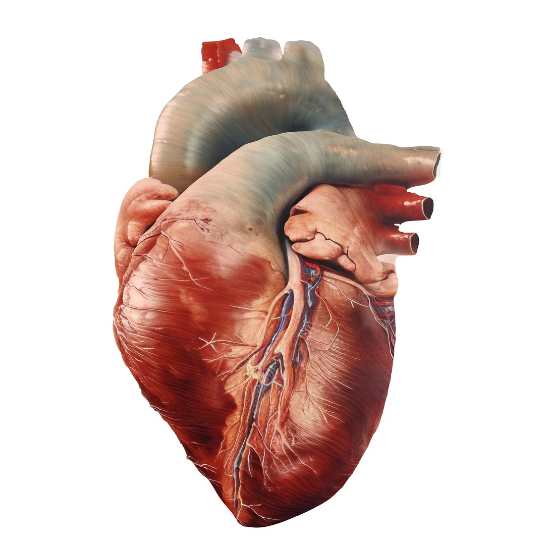 3D Human Heart - TurboSquid 2172093