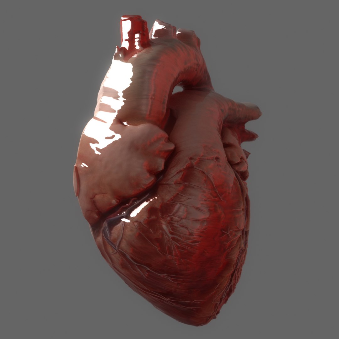 3D Human Heart - TurboSquid 2172093