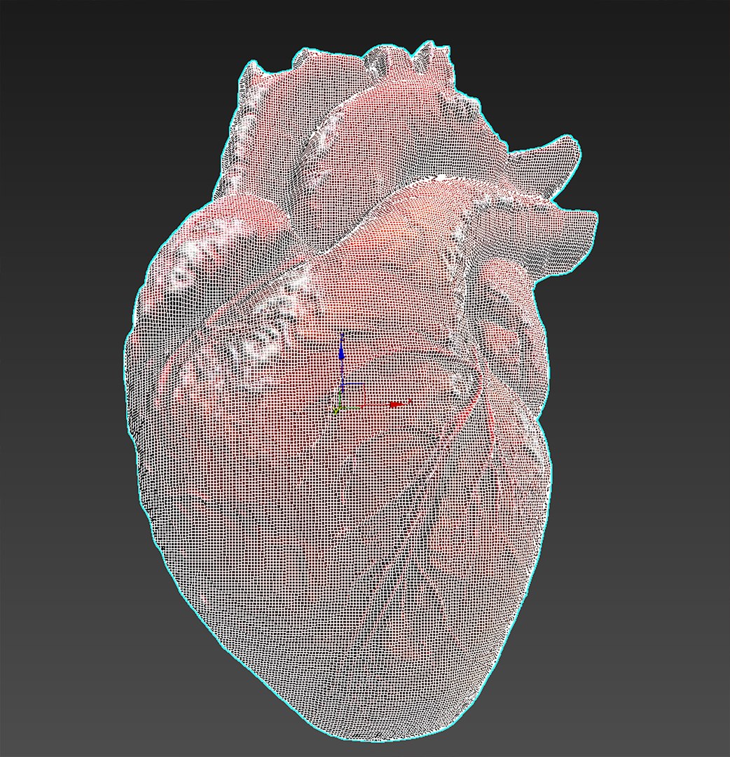 3D Human Heart - TurboSquid 2172093