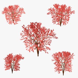 Japanese Maple glTF Models for Download | TurboSquid