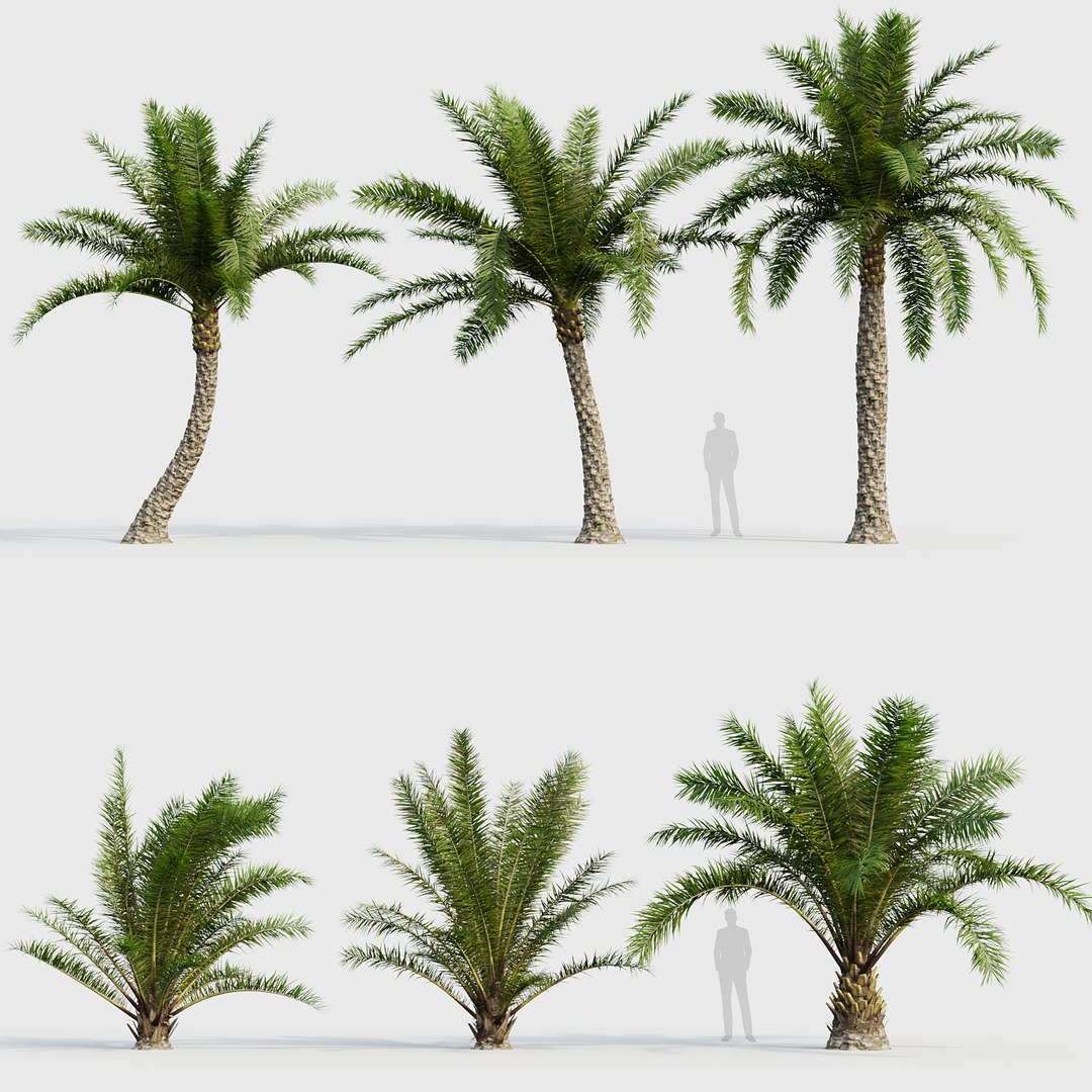 3D Model Phoenix Sylvestris Wild Date Palm 02 3D Model - TurboSquid 2173951