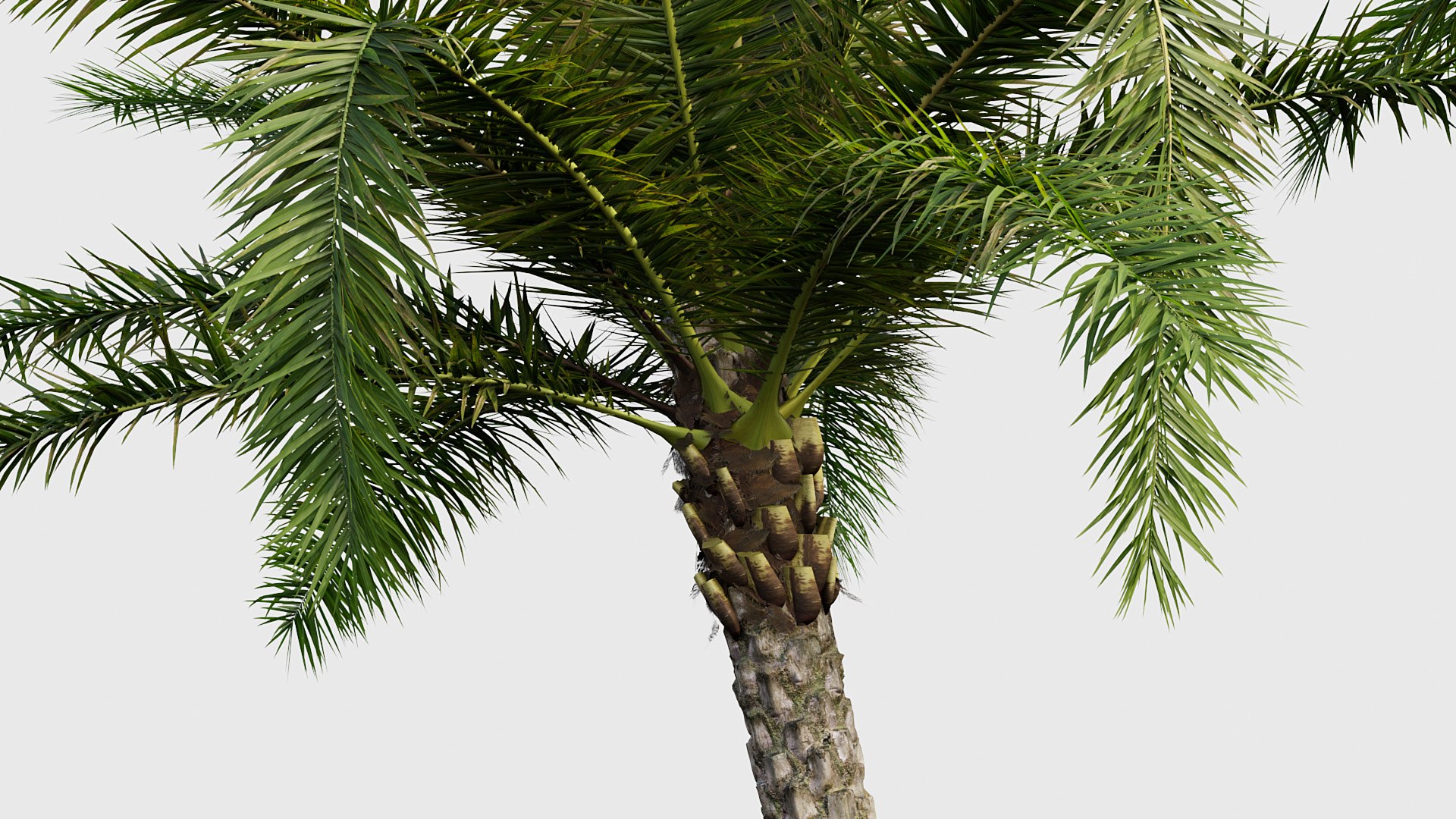 3D Model Phoenix Sylvestris Wild Date Palm 02 3D Model - TurboSquid 2173951