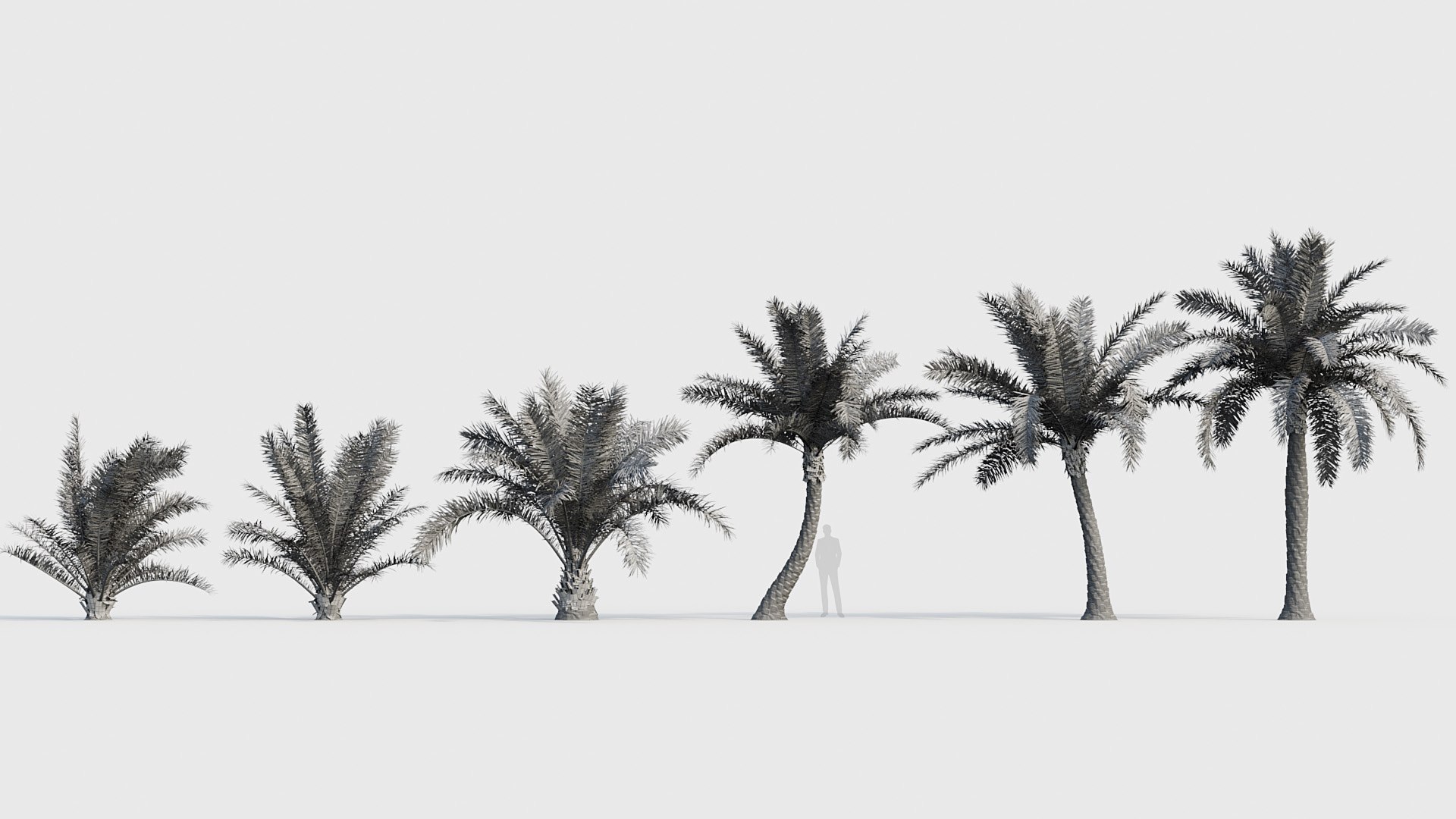 3D Model Phoenix Sylvestris Wild Date Palm 02 3D Model - TurboSquid 2173951