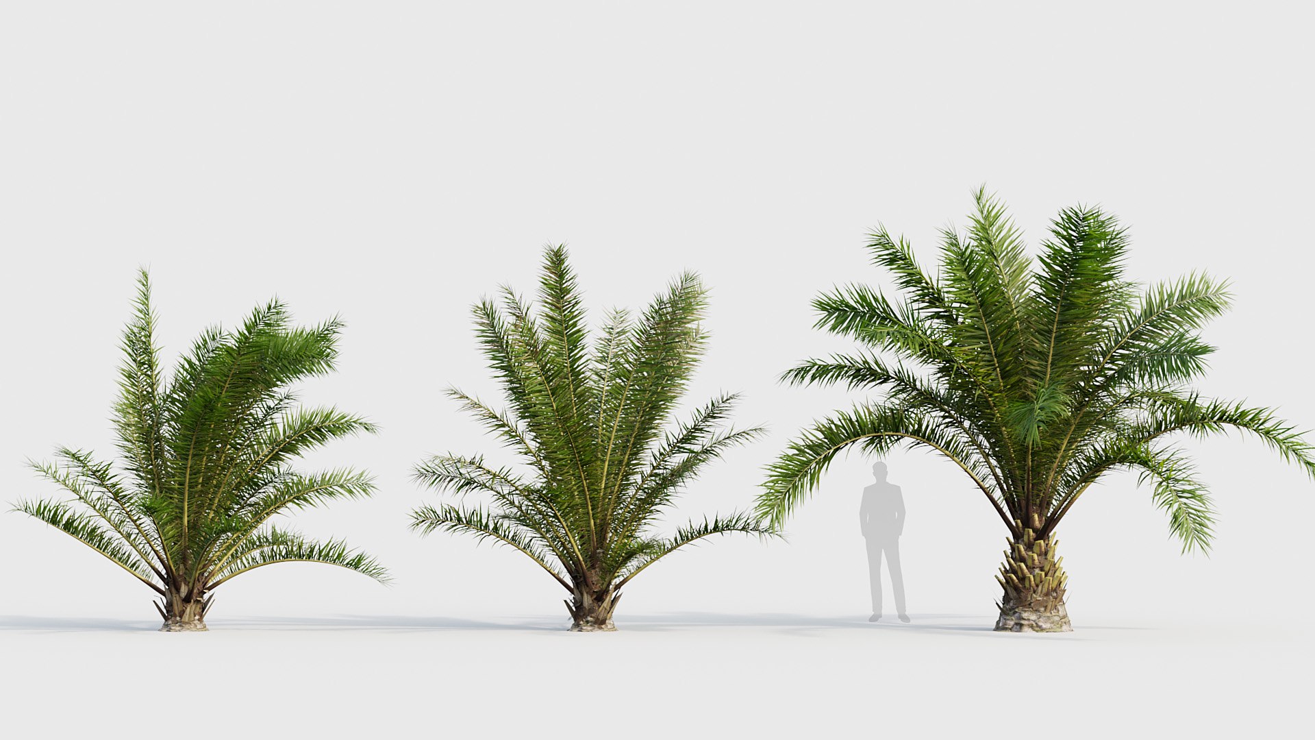 3D Model Phoenix Sylvestris Wild Date Palm 02 3D Model - TurboSquid 2173951