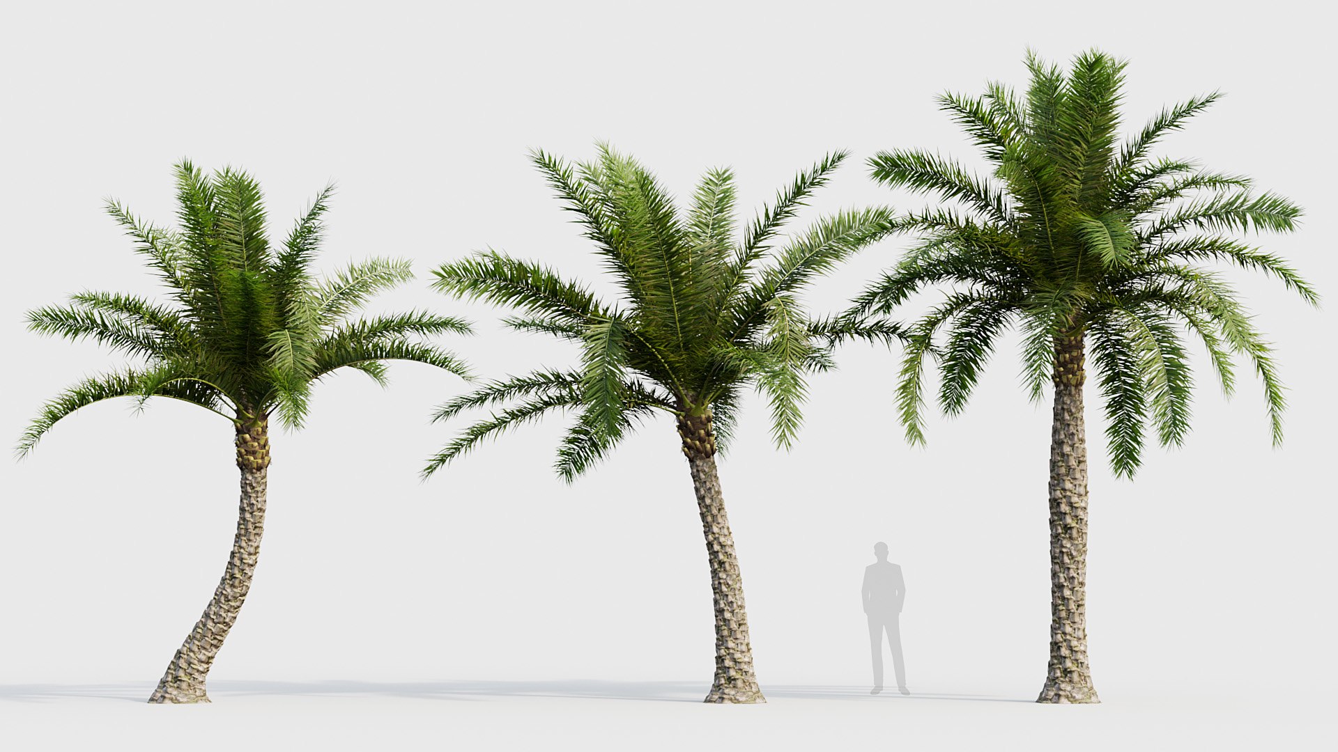 3D Model Phoenix Sylvestris Wild Date Palm 02 3D Model - TurboSquid 2173951