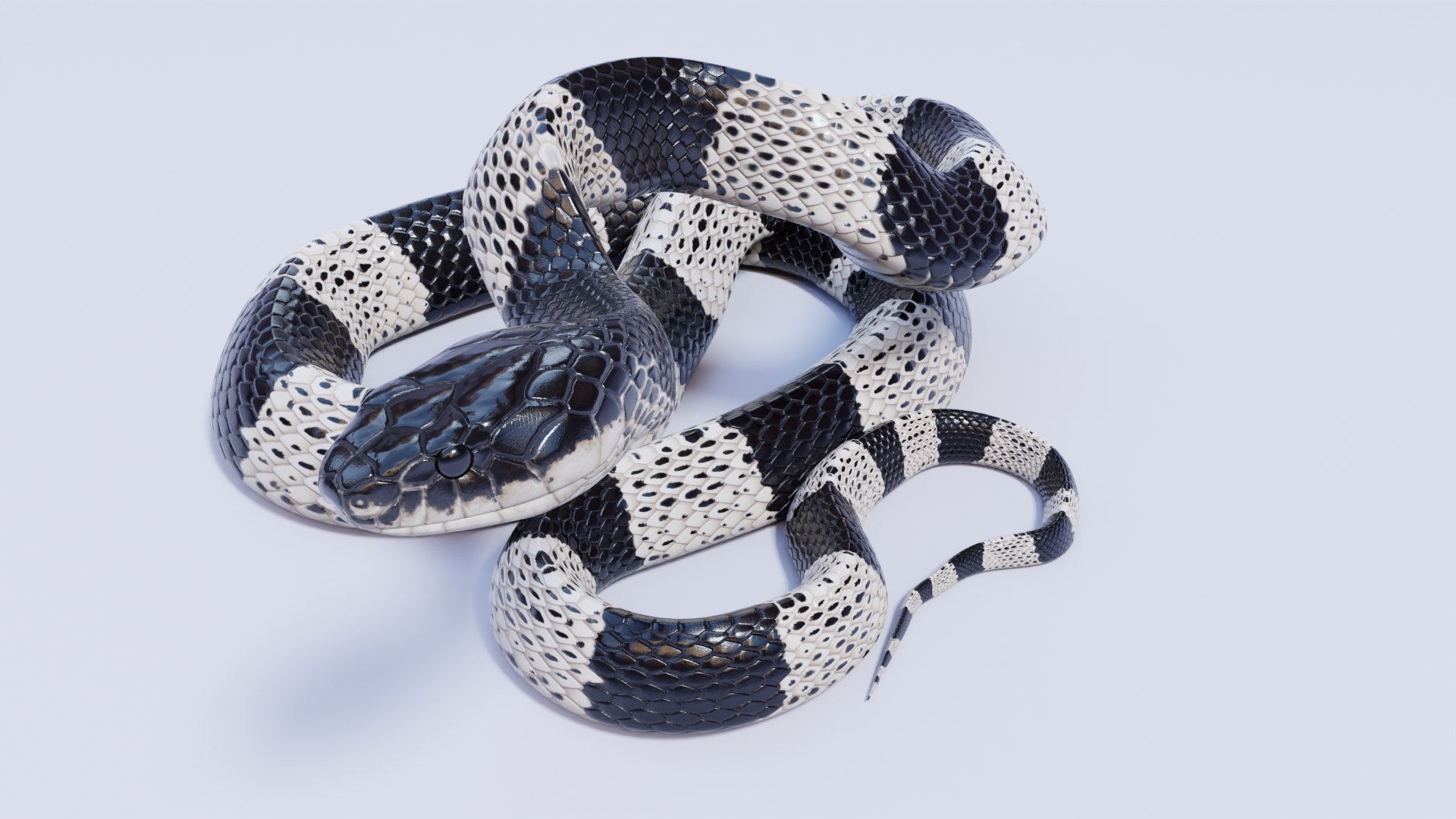 Malayan Krait - Static Poses 3D model - TurboSquid 2020573