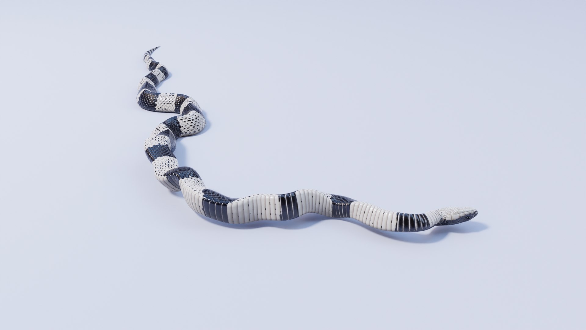 Malayan Krait - Static Poses 3D model - TurboSquid 2020573