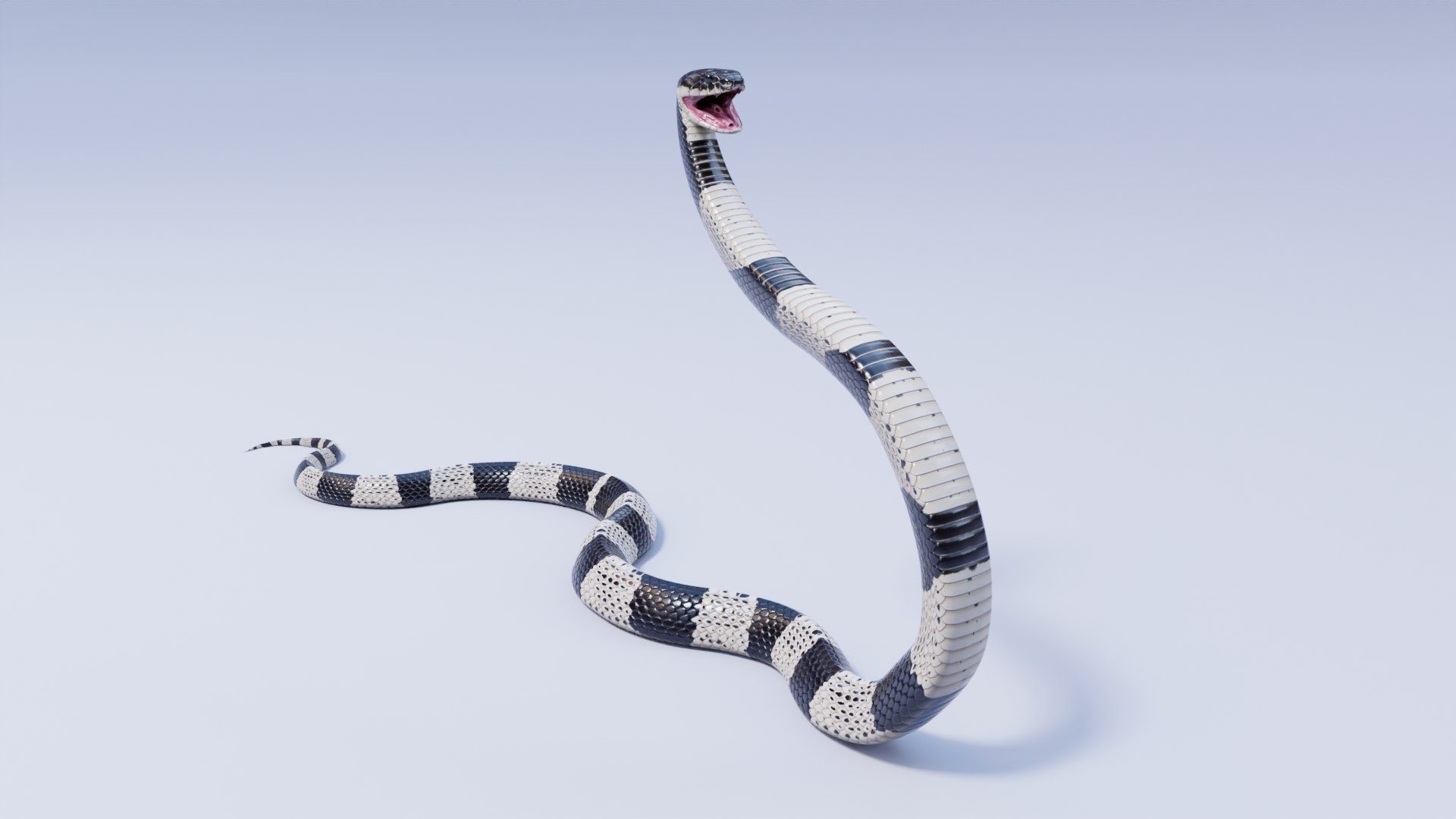 Malayan Krait - Static Poses 3D model - TurboSquid 2020573