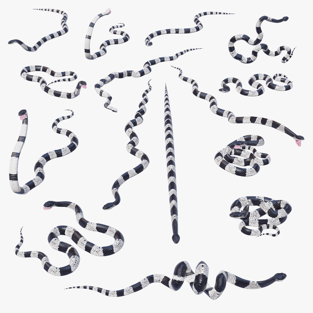 Malayan Krait - Static Poses 3D model - TurboSquid 2020573