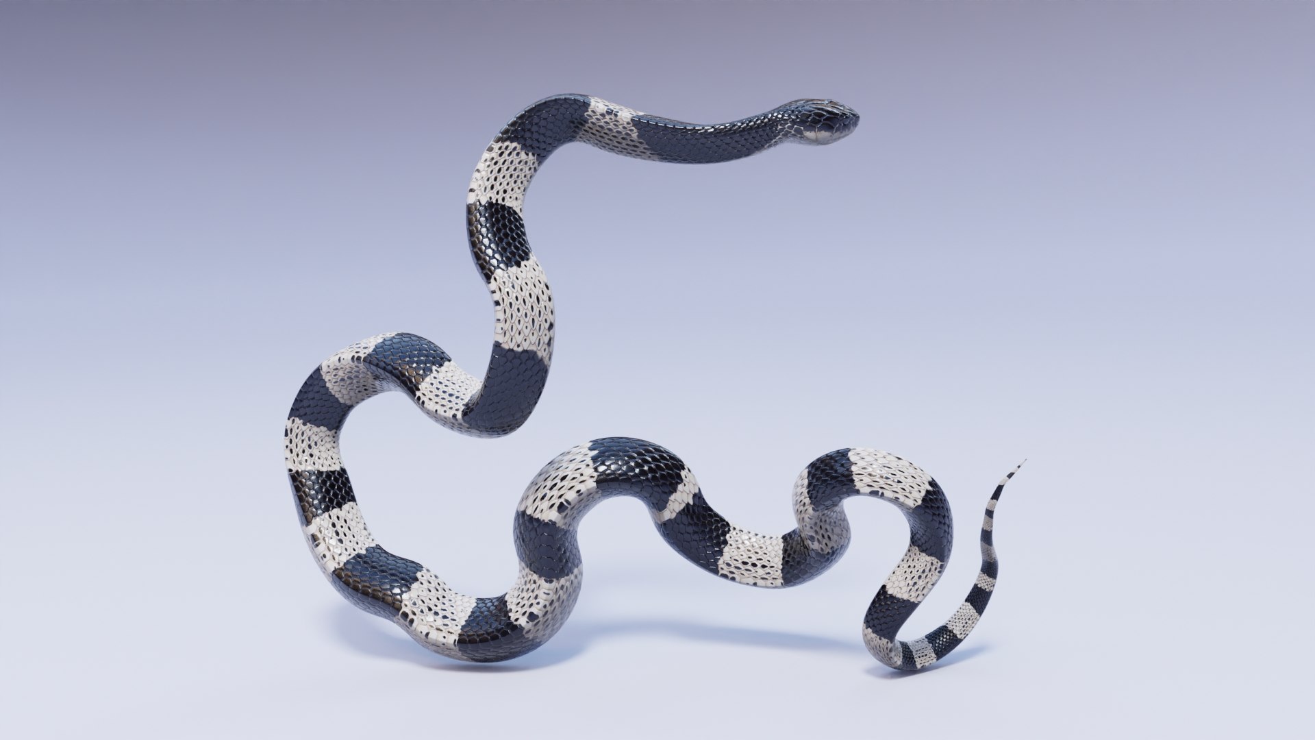 Malayan Krait - Static Poses 3D model - TurboSquid 2020573