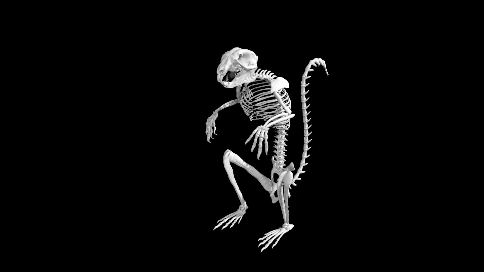 3D Squirrel Skeleton Model - TurboSquid 1886472