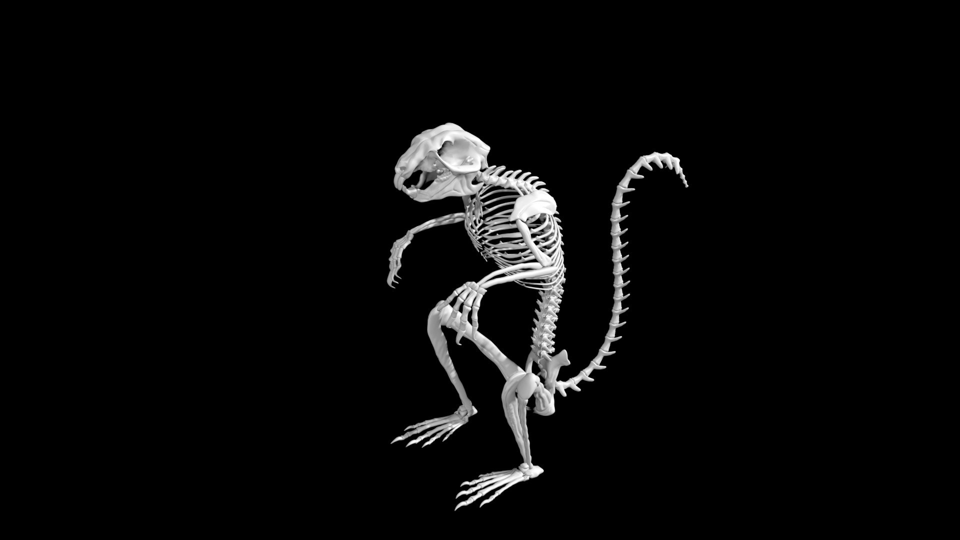 3D Squirrel Skeleton Model - TurboSquid 1886472
