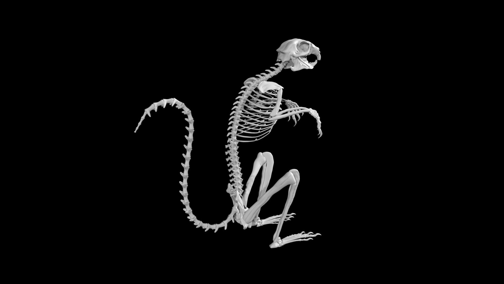3D Squirrel Skeleton Model - TurboSquid 1886472