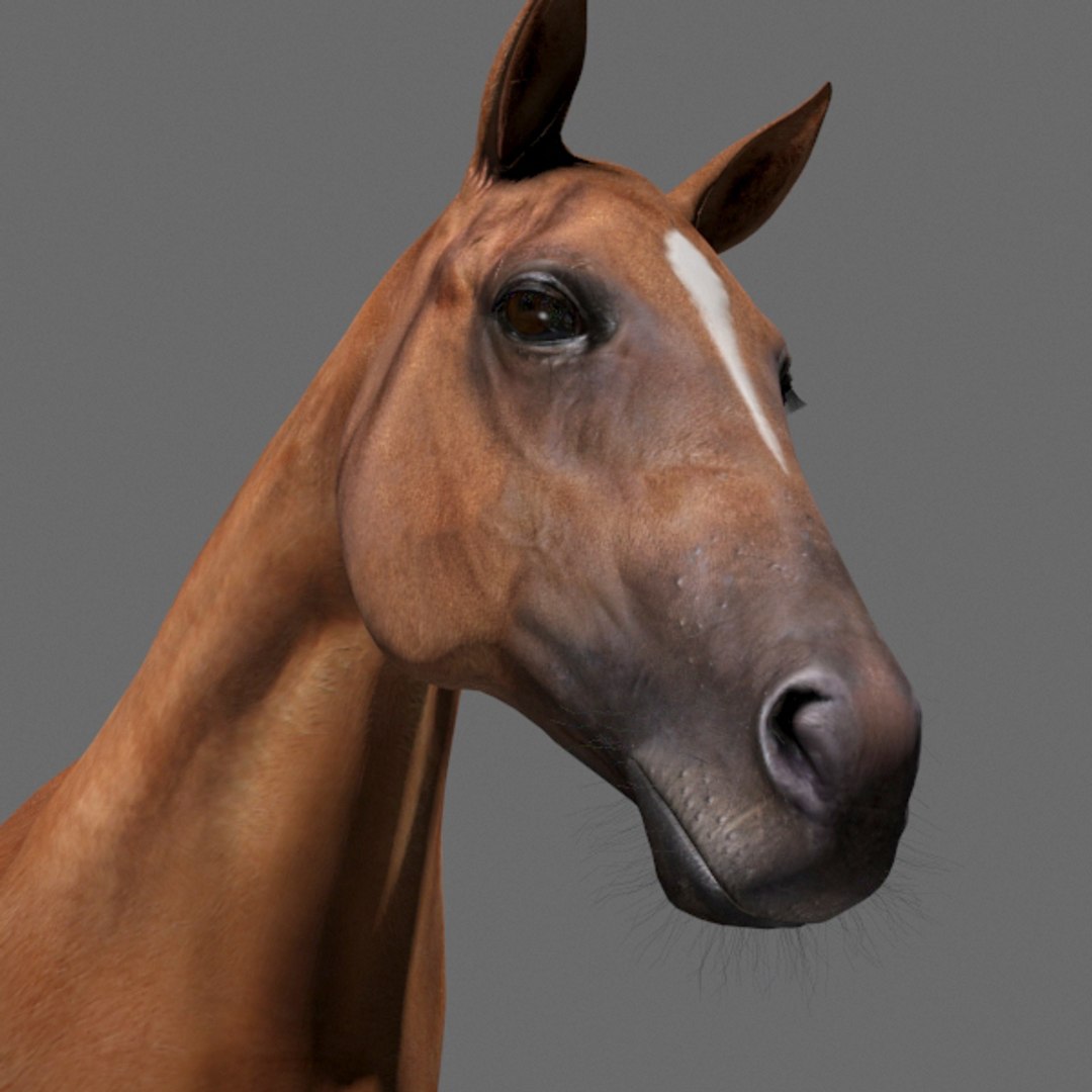 maya horse animations tail