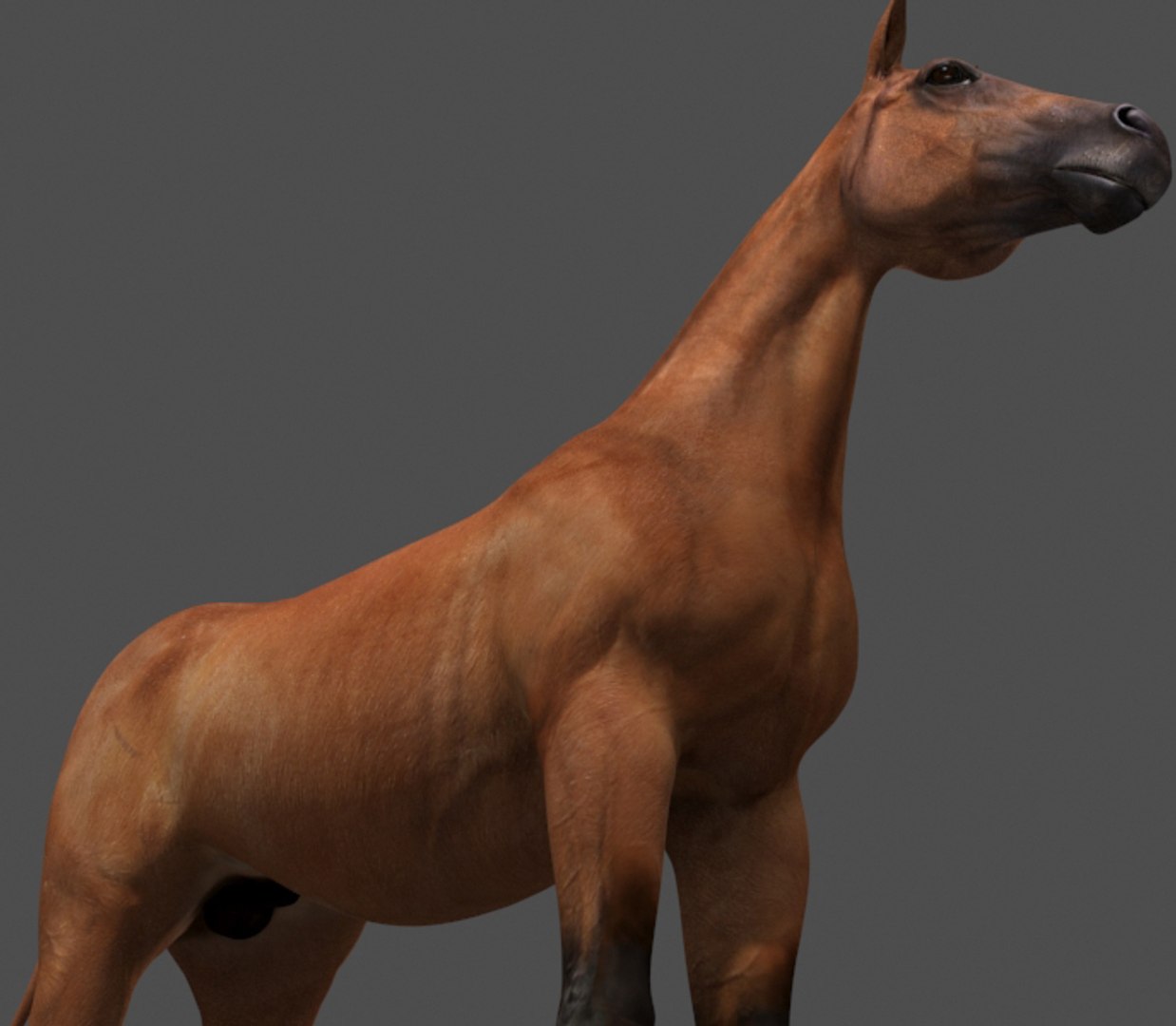 Maya Horse Animations Tail