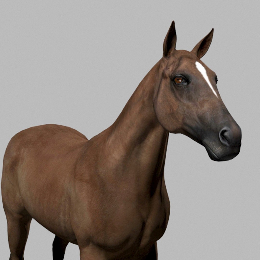 Maya Horse Animations Tail