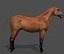 Maya Horse Animations Tail