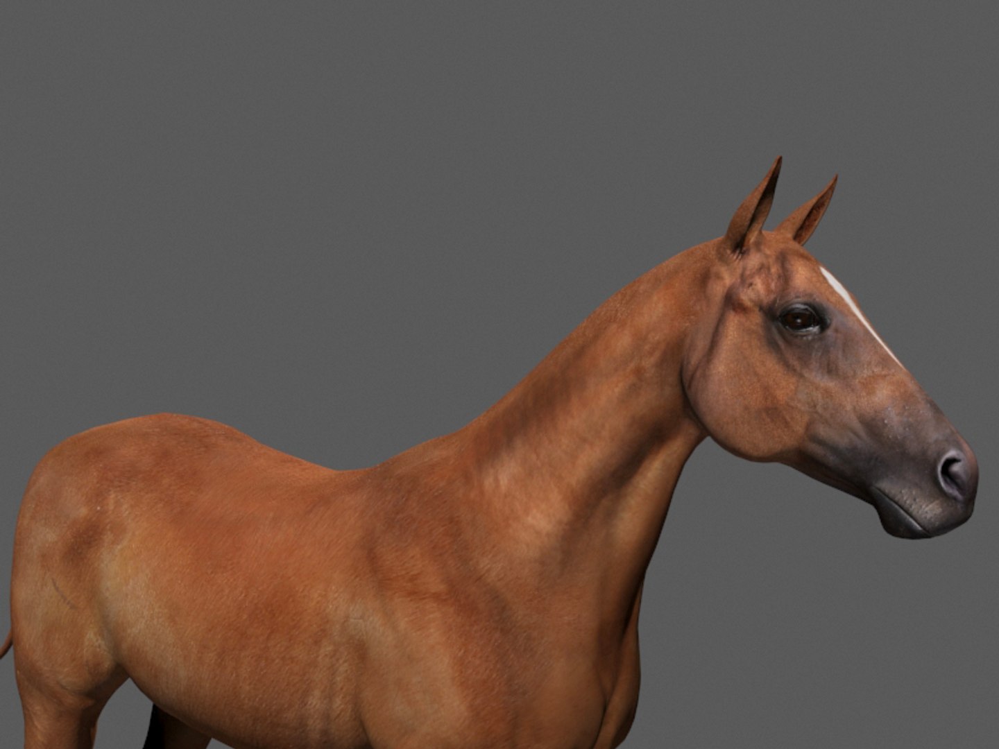 maya horse animations tail
