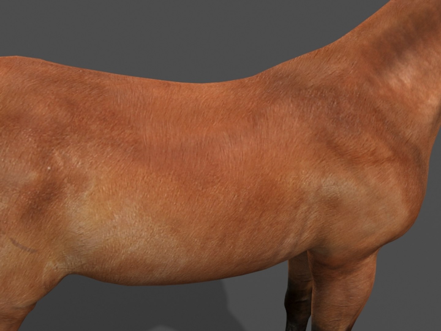 maya horse animations tail