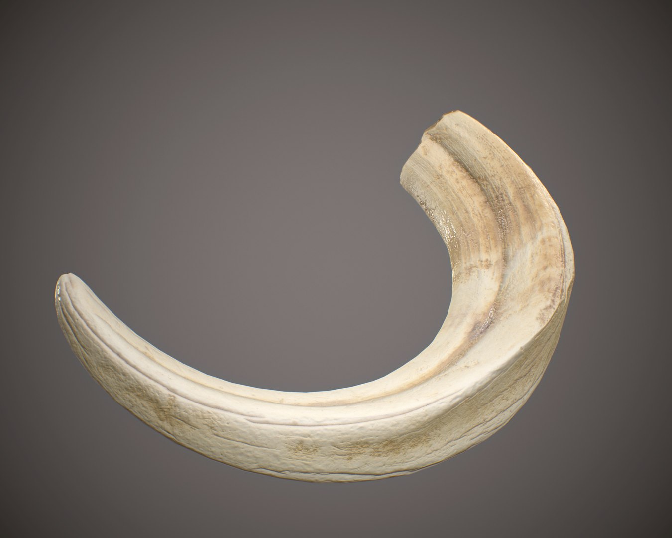 Warthog Tusk 3D Model - TurboSquid 1211952