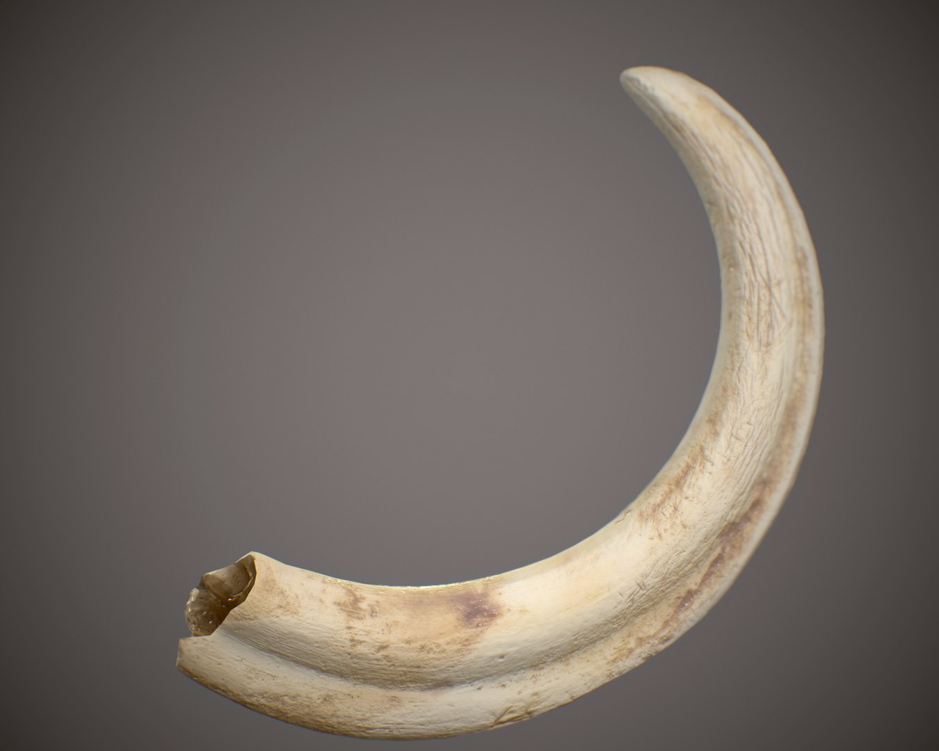 Warthog Tusk 3D Model - TurboSquid 1211952