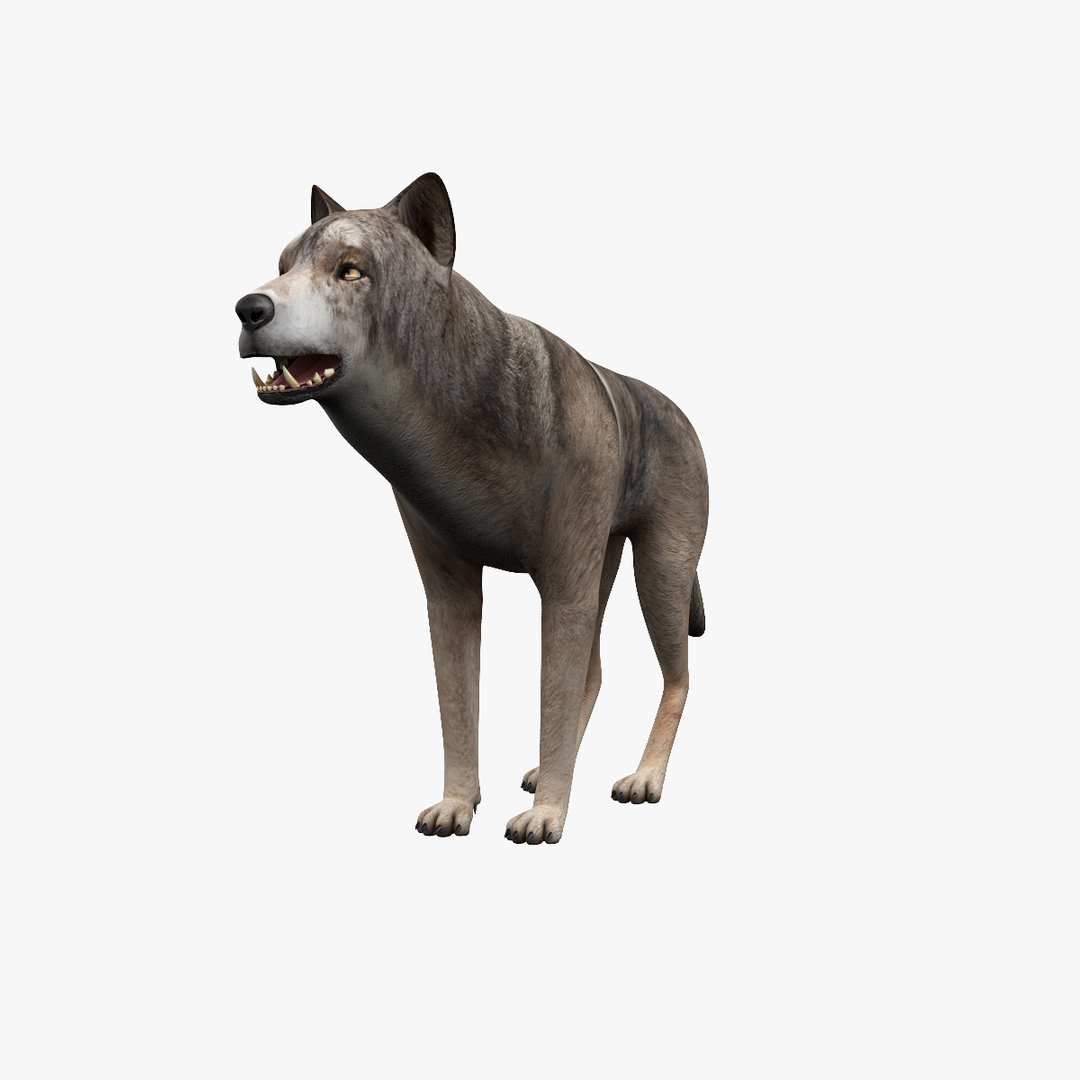 Wolf Rigged Animal 3d Max