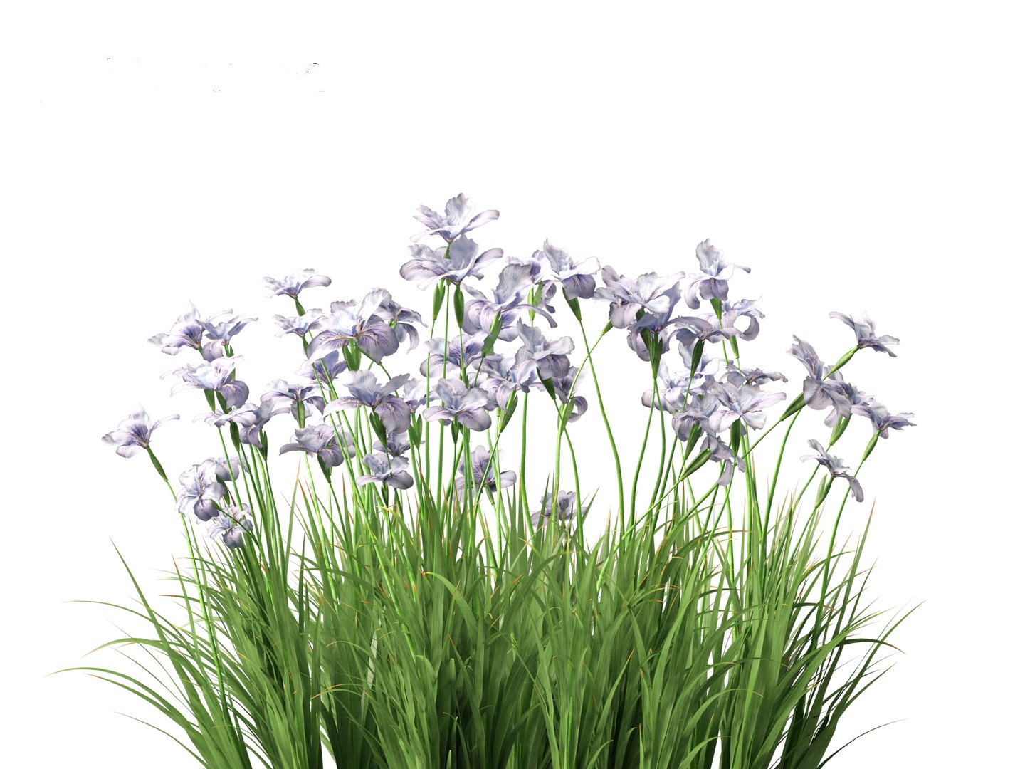 3D Iris Ensata - Japanese Water Iris Model - TurboSquid 2143201