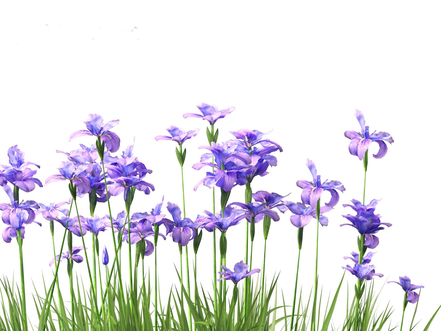 3D Iris Ensata - Japanese Water Iris Model - TurboSquid 2143201