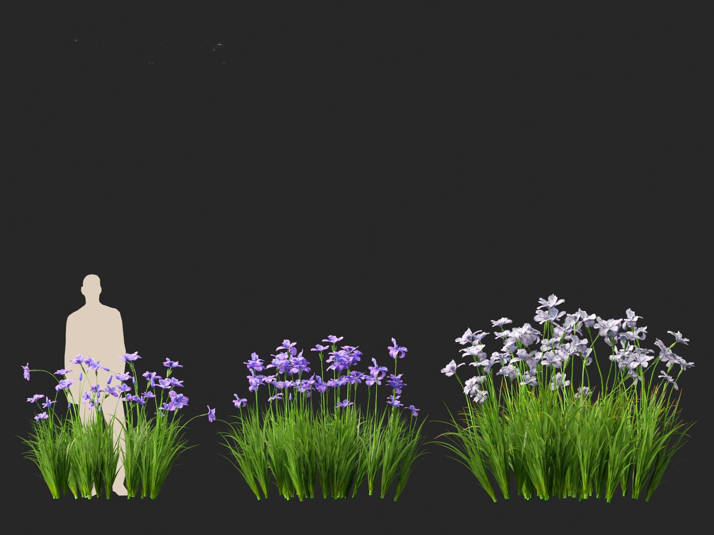 3D Iris Ensata - Japanese Water Iris Model - TurboSquid 2143201
