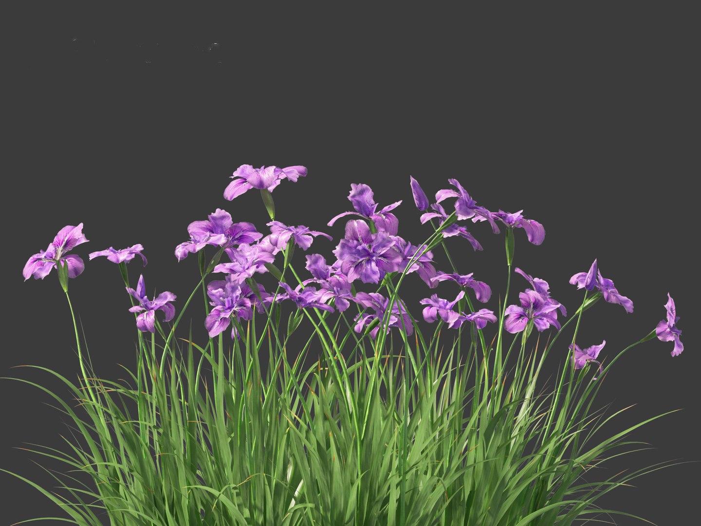 3D Iris Ensata - Japanese Water Iris Model - TurboSquid 2143201