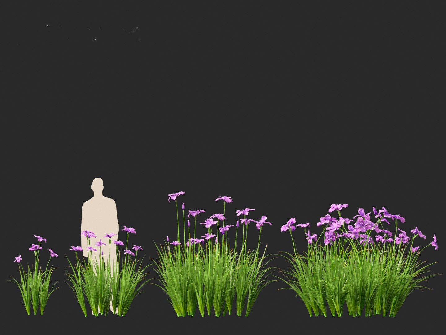 3D Iris Ensata - Japanese Water Iris Model - TurboSquid 2143201