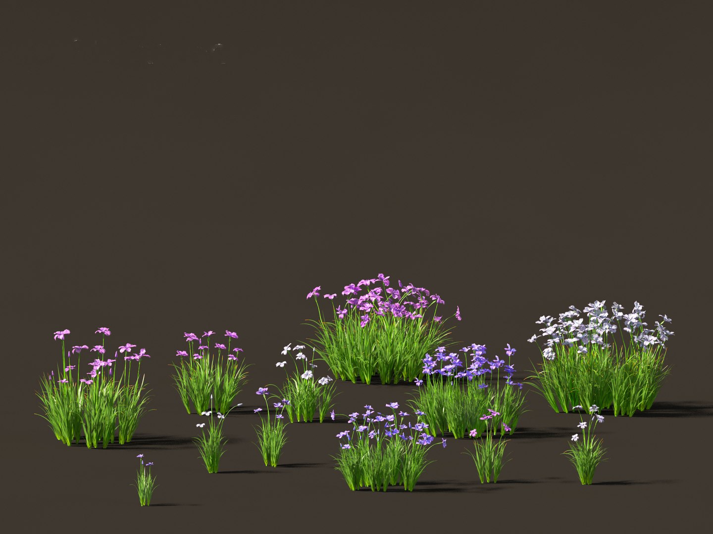 3D Iris Ensata - Japanese Water Iris Model - TurboSquid 2143201