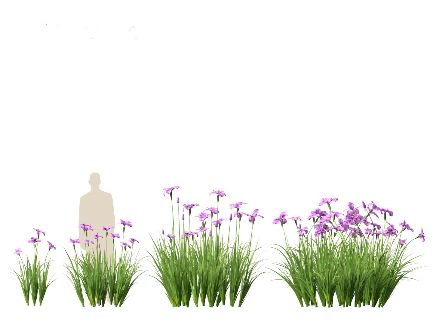 3D Iris Ensata - Japanese Water Iris Model - TurboSquid 2143201